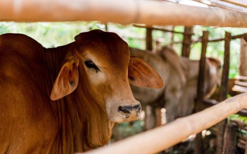 Top 5 Bakra Mandi Of Pakistan | Bakra Eid 2023